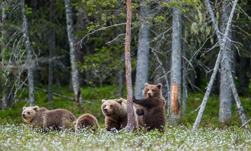 Medvék Magyarországon - Kutlab