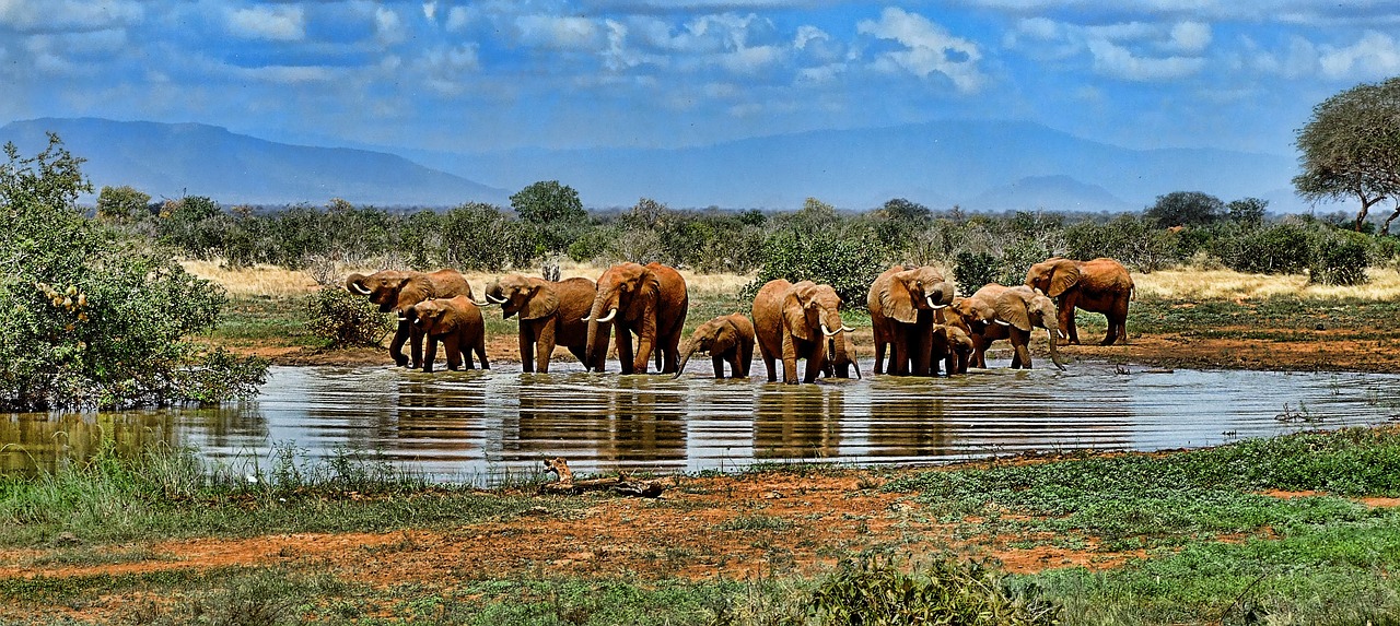 Afrika Állatvilága - Kutlab